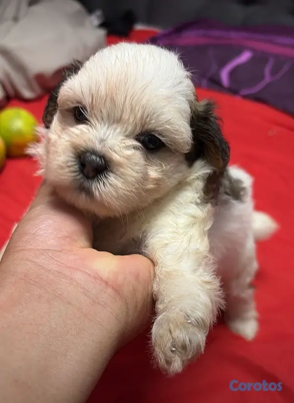 Corotos | Shihpoo hembra y macho. Dog, pet, mascotas, cachor