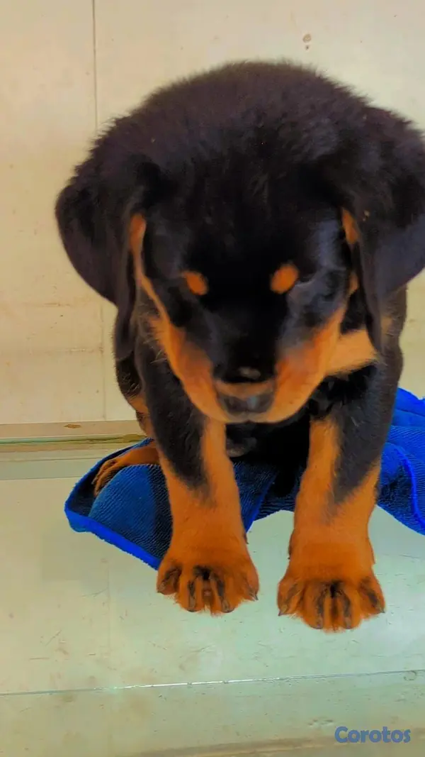 Corotos | OFERTA DE MADRE CACHORRO ROTWEILER HEMBRA UBICADO