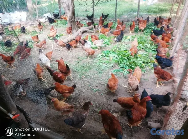 Corotos | Vendo lote de 120 gallinas criollas