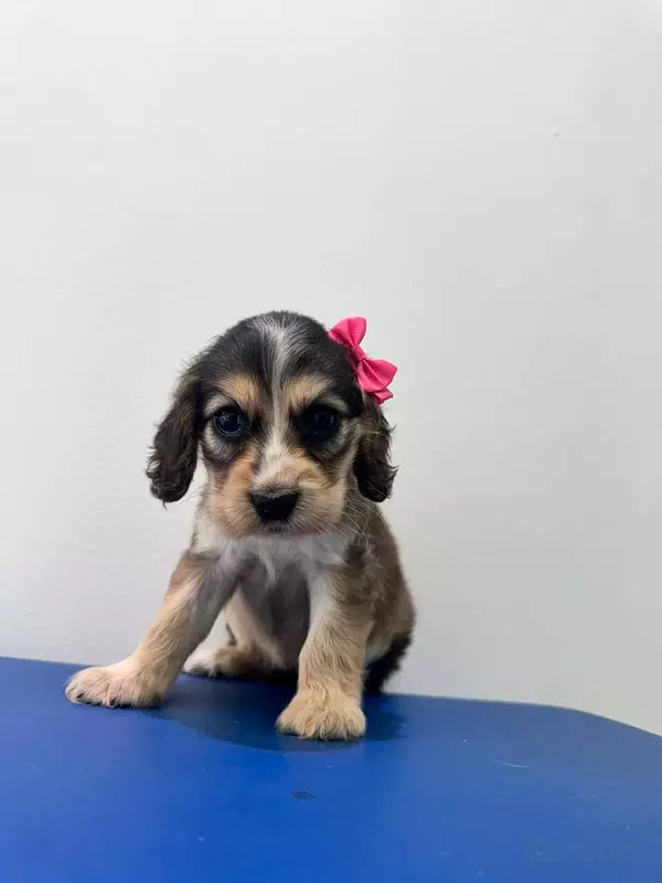 Corotos | OFERTA CACHORRO COCKER SPANIEL AMBOS SEXO UBICADO