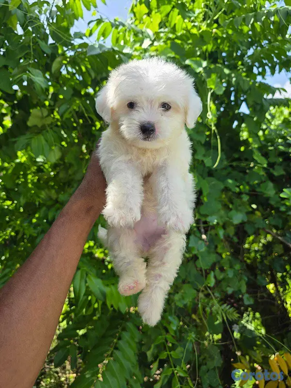 Corotos | OFERTA CACHORRO MALTIPOO MACHO EN UBICADO EN SANTO