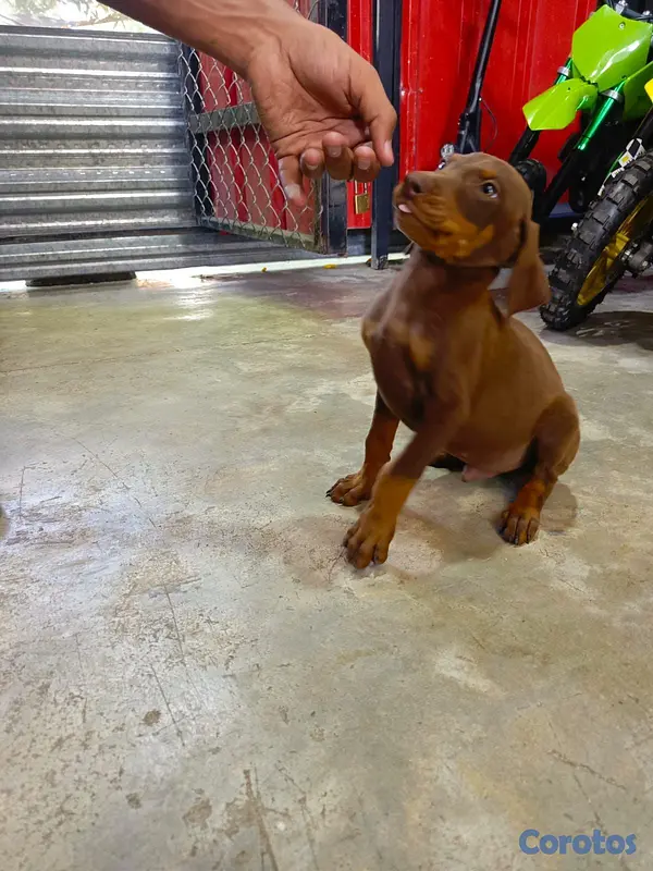 Corotos | Doberman hembra y macho. Dog, pet, mascotas, perro