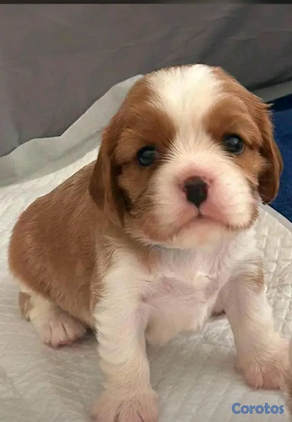 Corotos | hermosos cachorritos King cavalier