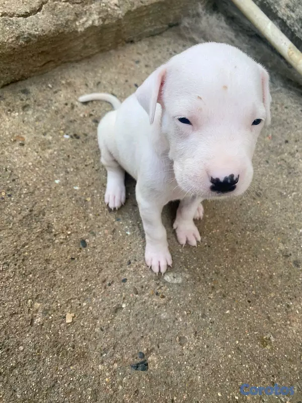 Corotos | dogo argentino
