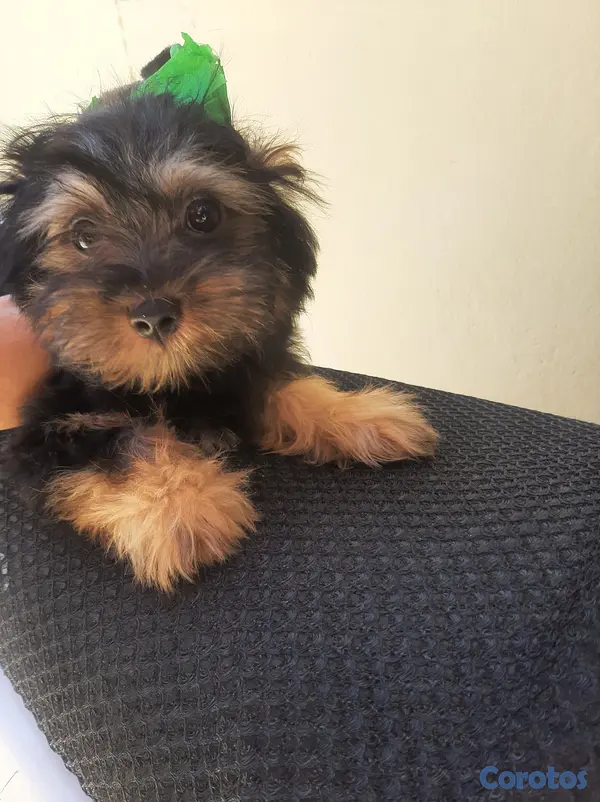 Corotos | Cachorro Yorkie
