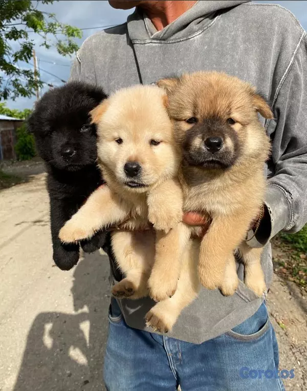 Corotos | Chow chow hembras y machos. Dog, pet, mascotas, ca