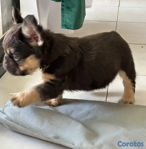 Corotos | Bulldog frances fluffy macho disponible