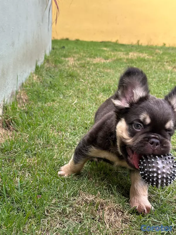 Corotos | Bulldog frances fluffy macho disponible