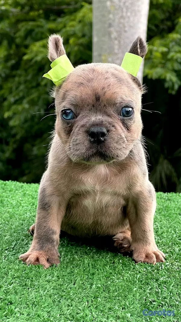 Corotos | bulldog francés blue Merle