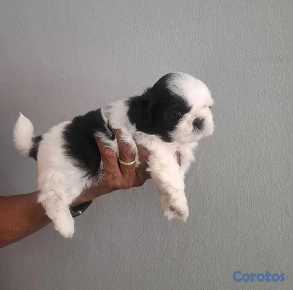 Corotos | Shih tzu hembra y macho. Dog, pet, mascotas, cacho