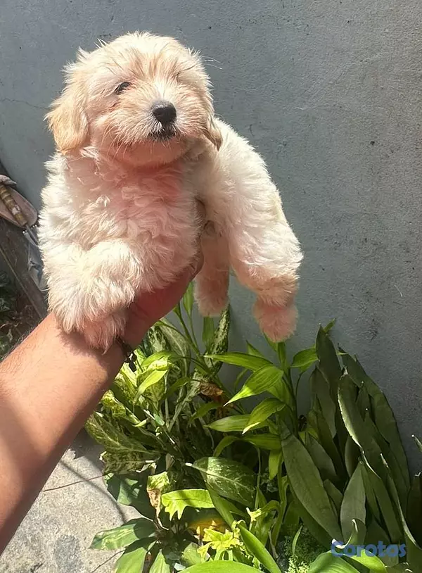 Corotos | Cachorro Maltipoo macho en Santo Domingo