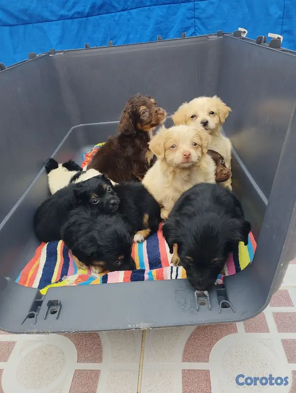 Corotos | Chihuahua mariposa hembra y macho. Pet, mascota, d