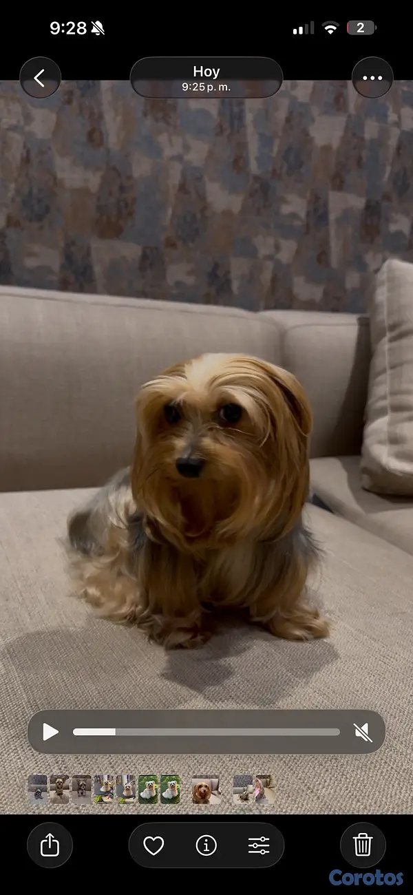 Corotos | Yorkie Mini, Hembra y Machos
