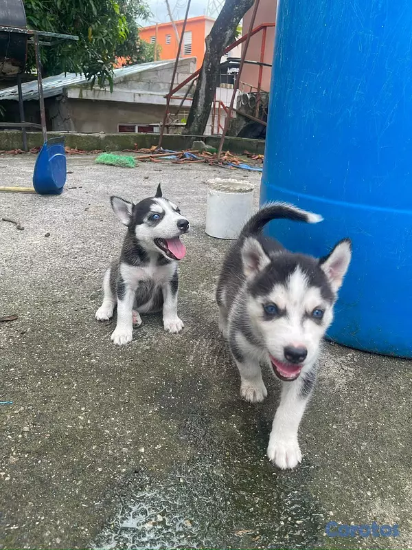 Corotos | OFERTA DE MADRE CACHORRO HUSKY AMBOS SEXO UBICADO