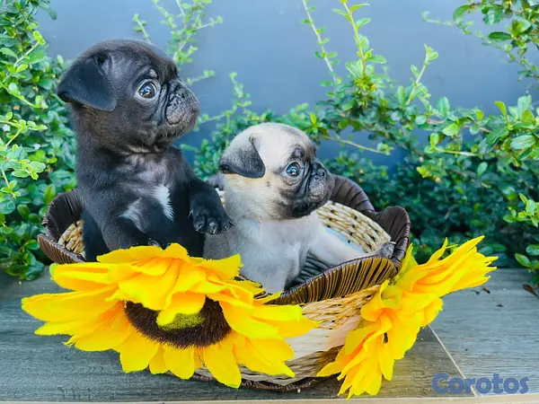 Corotos | Pug hembras y machos. Dog, pet, mascotas, cachorro