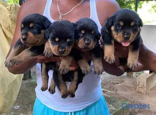 Corotos | Rottweiler hembras y machos. Dog, pet, mascotas, c