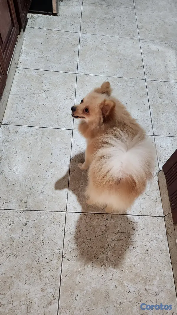 Corotos | PERRO POMERANIA