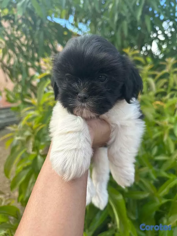 Corotos | Shih poo