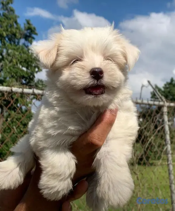 Corotos | Bichón Maltés hembra y macho. Dog, pet, maltes, ca